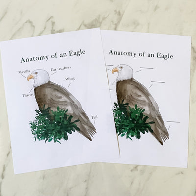 Level Two Nature Study Anatomy Printable Pack– Into the Deep